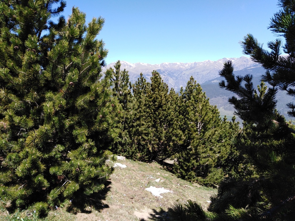 El pi negre: l’arbre que viu més amunt - Alerta Forestal