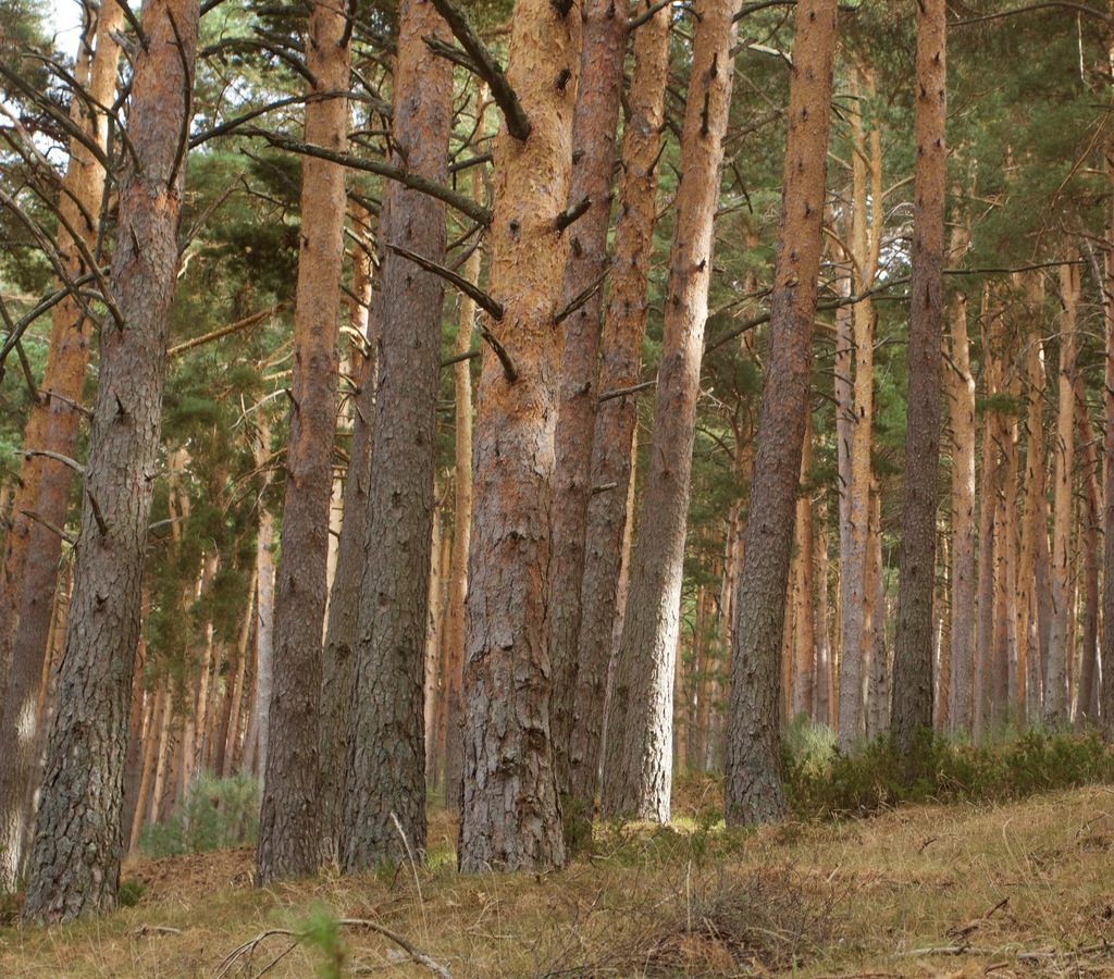 El pi roig, un pi molt vulnerable a la sequera - AlertaForestal
