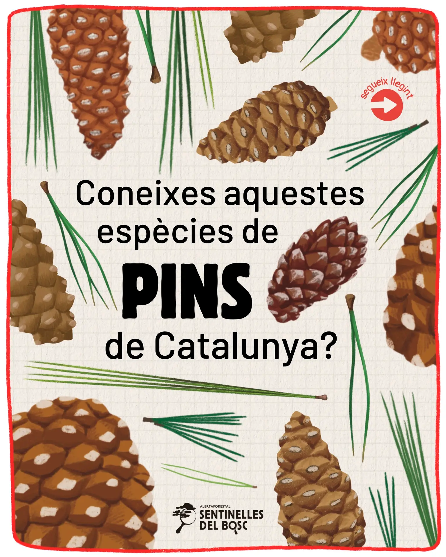 Espècies de pins de Catalunya - Alerta Forestal